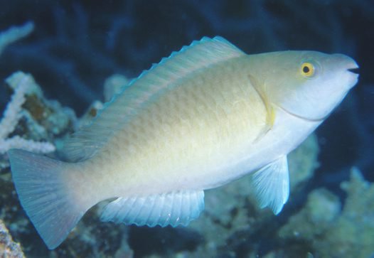 Fish FAQ - Can fishes change sex? - The Australian Museum