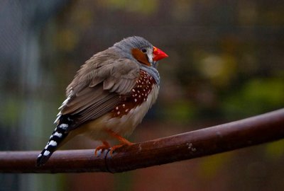 Zebra Finch - The Australian Museum