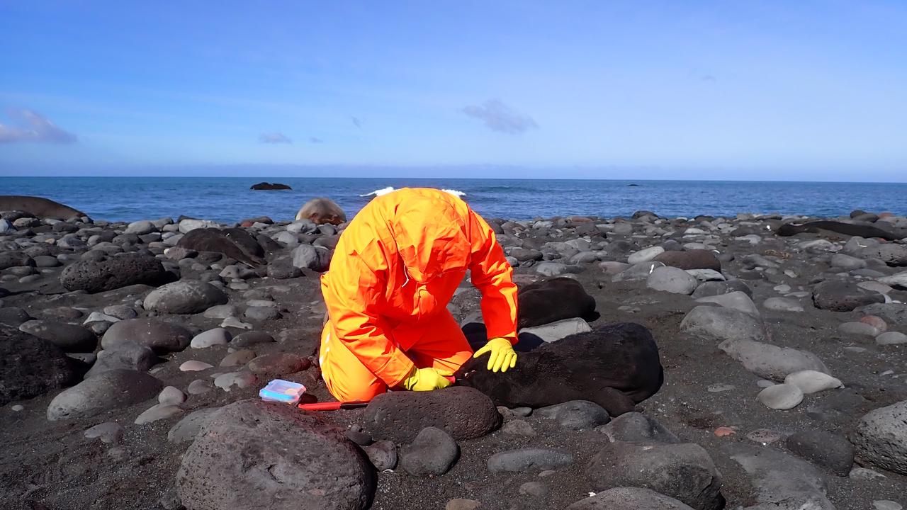 'Sobering': flu strain kills thousands of seal pups - The Australian ...