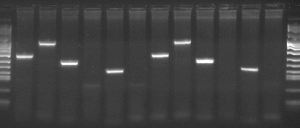 DNA barcoding - The Australian Museum