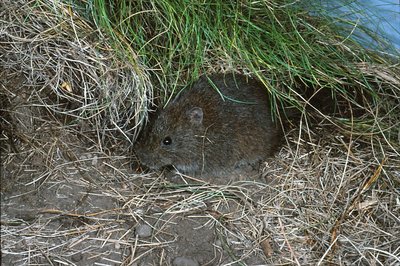 Broad-toothed Rat - The Australian Museum