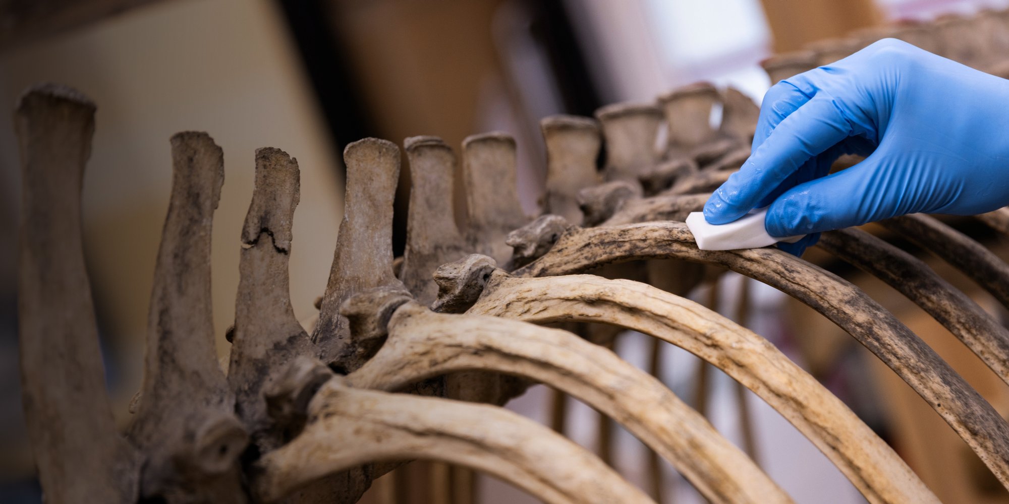 Australian Museum collection conservation unit