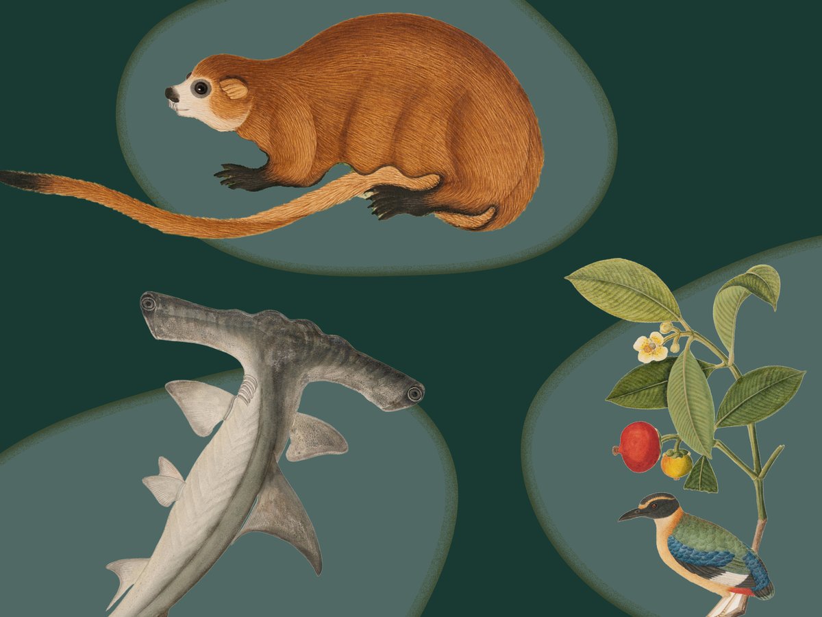 Tails from the Coasts - The Australian Museum