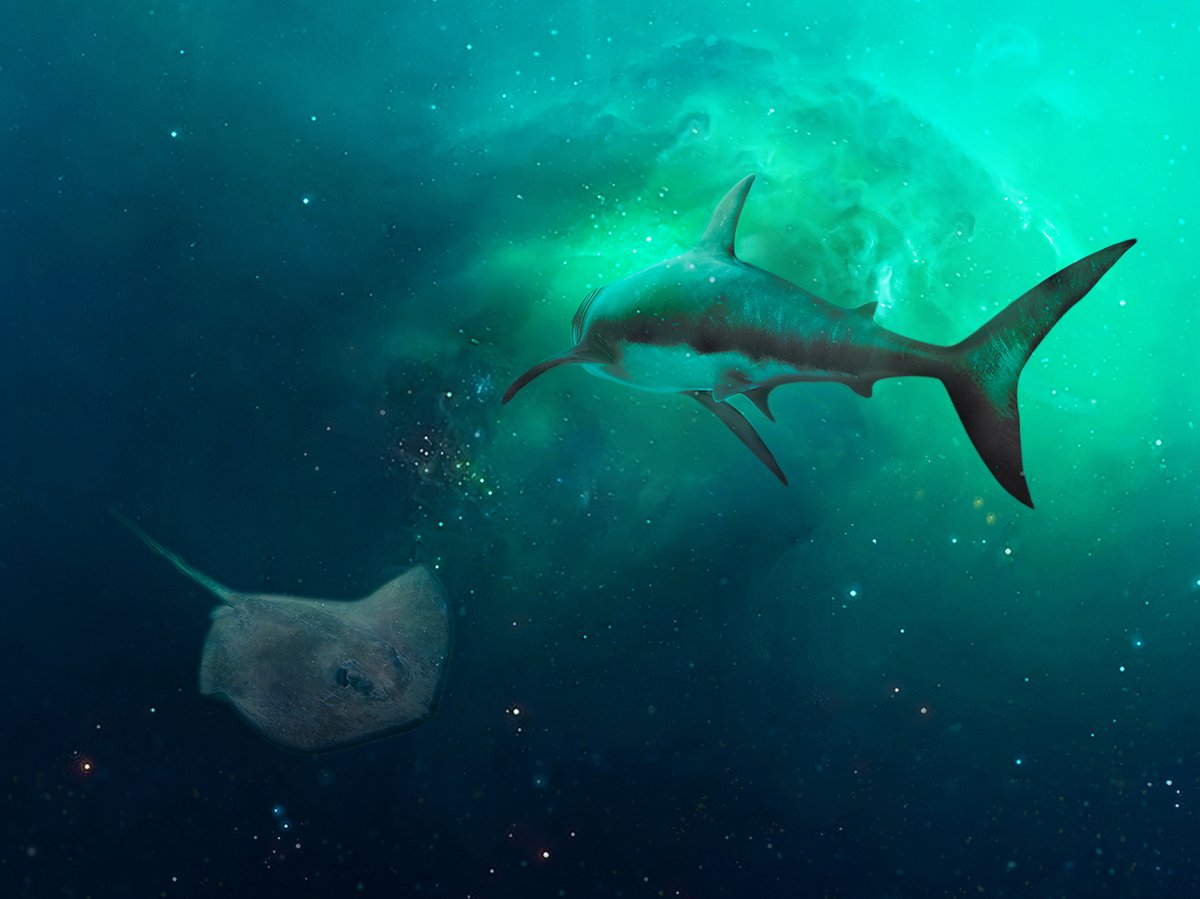 Fantastical Sharks & Rays - The Australian Museum