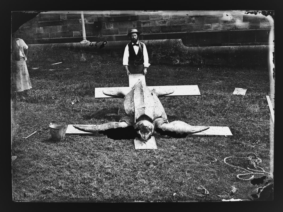 Gerard Krefft: A Saga of Science and Scandal - The Australian Museum Blog