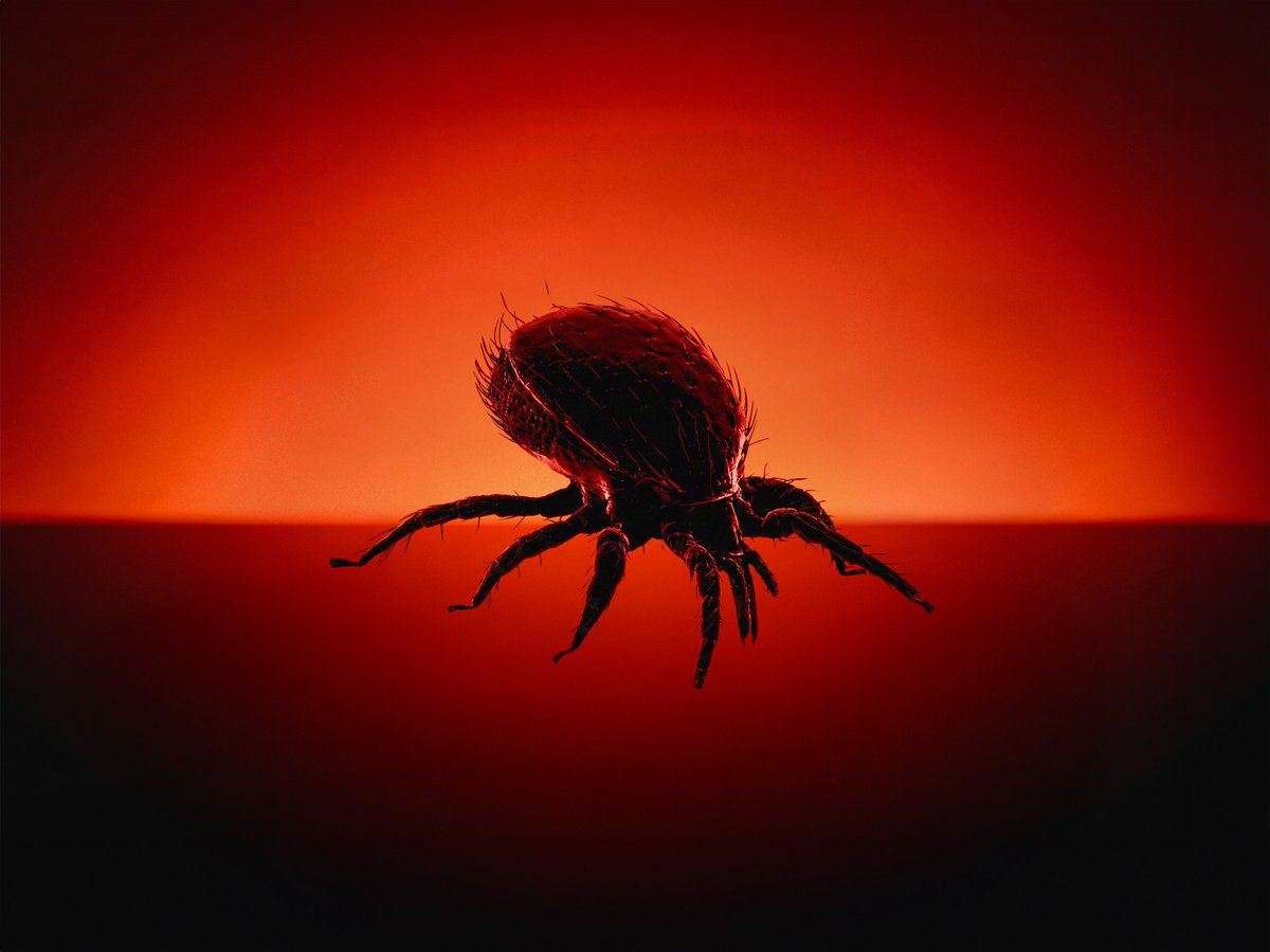 Bloodsuckers: Nature's Vampires competition - The Australian Museum