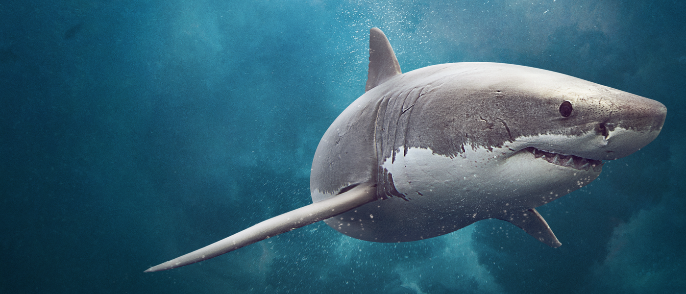 Sharks: Primary unit - The Australian Museum