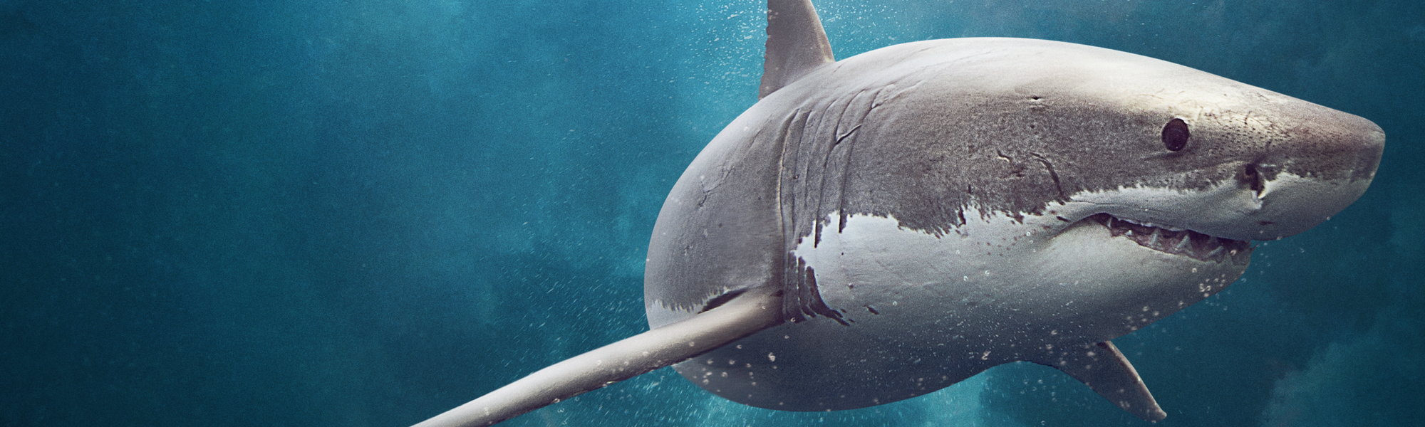 Sharks: Primary unit - The Australian Museum