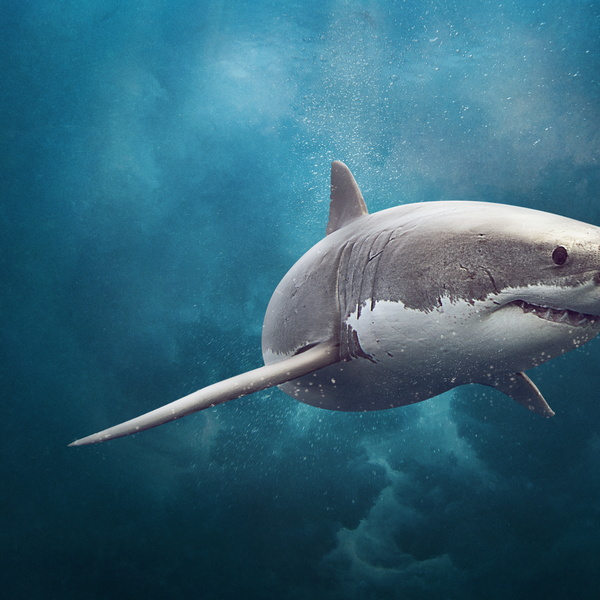 Sharks: Primary unit - The Australian Museum