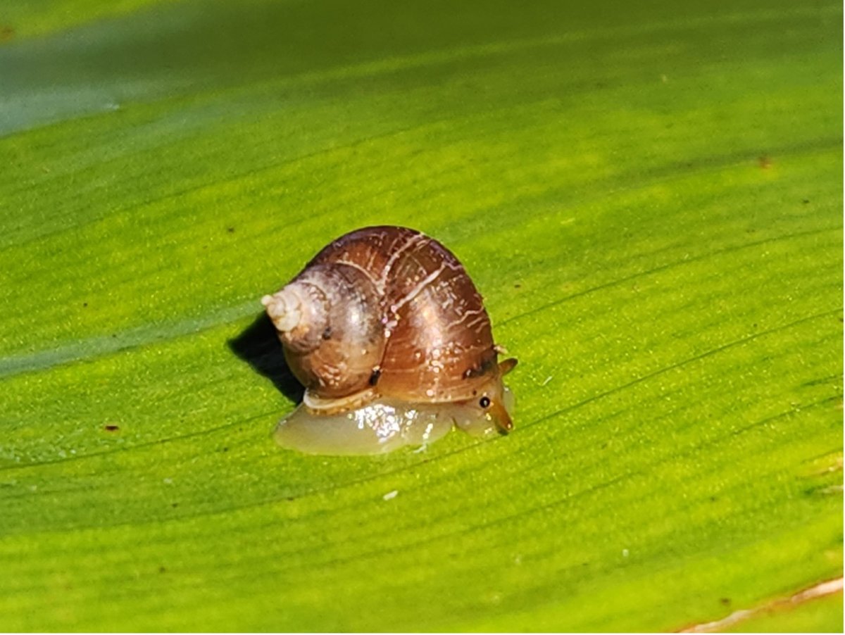 Searching for snails across the Pacific, part 2: Tetepare - The ...