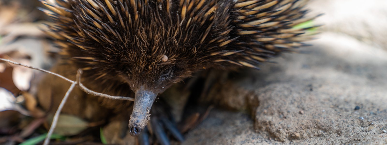 Echidna research in the Mammalogy collection - The Australian Museum