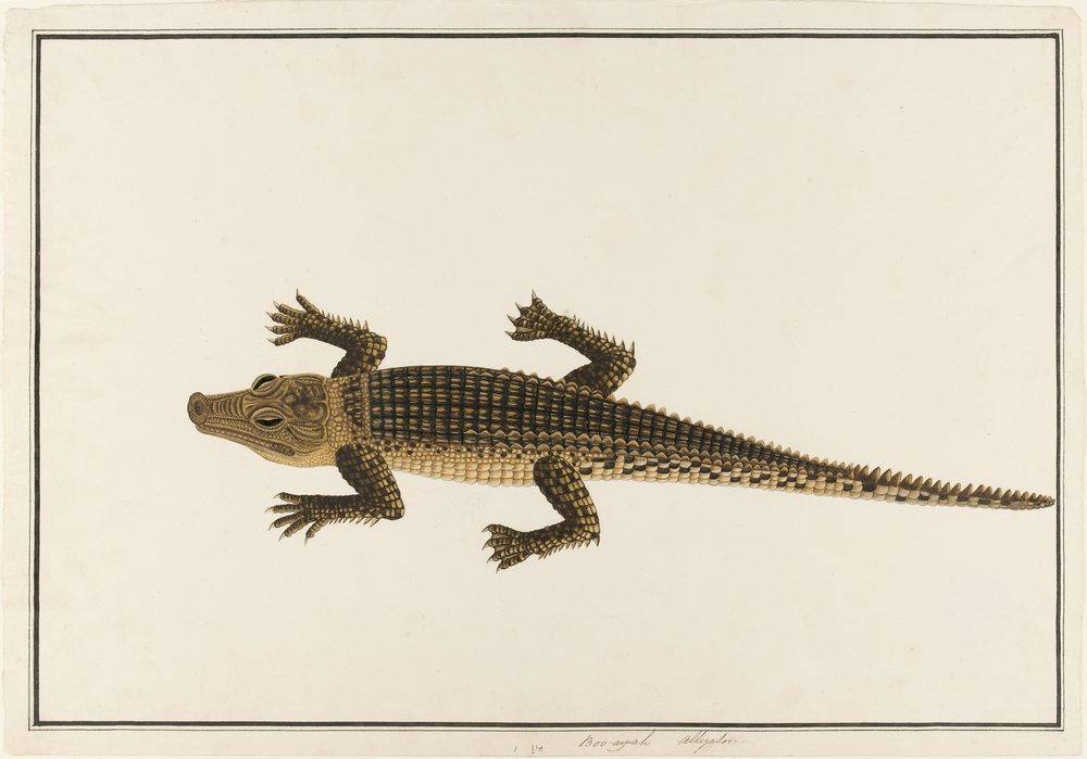 Tails from the Coasts - The Australian Museum