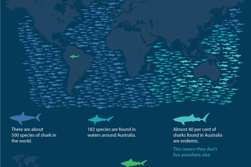 Sharks: Secondary unit - The Australian Museum
