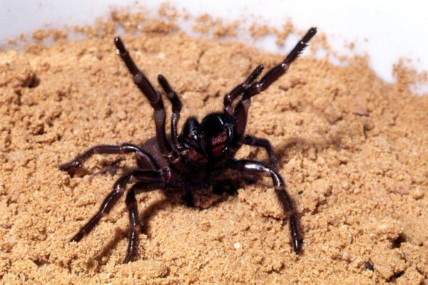 Southern Sydney Funnel web Spider Atrax Montanus The Australian Museum