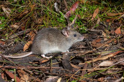 Bush Rat - The Australian Museum