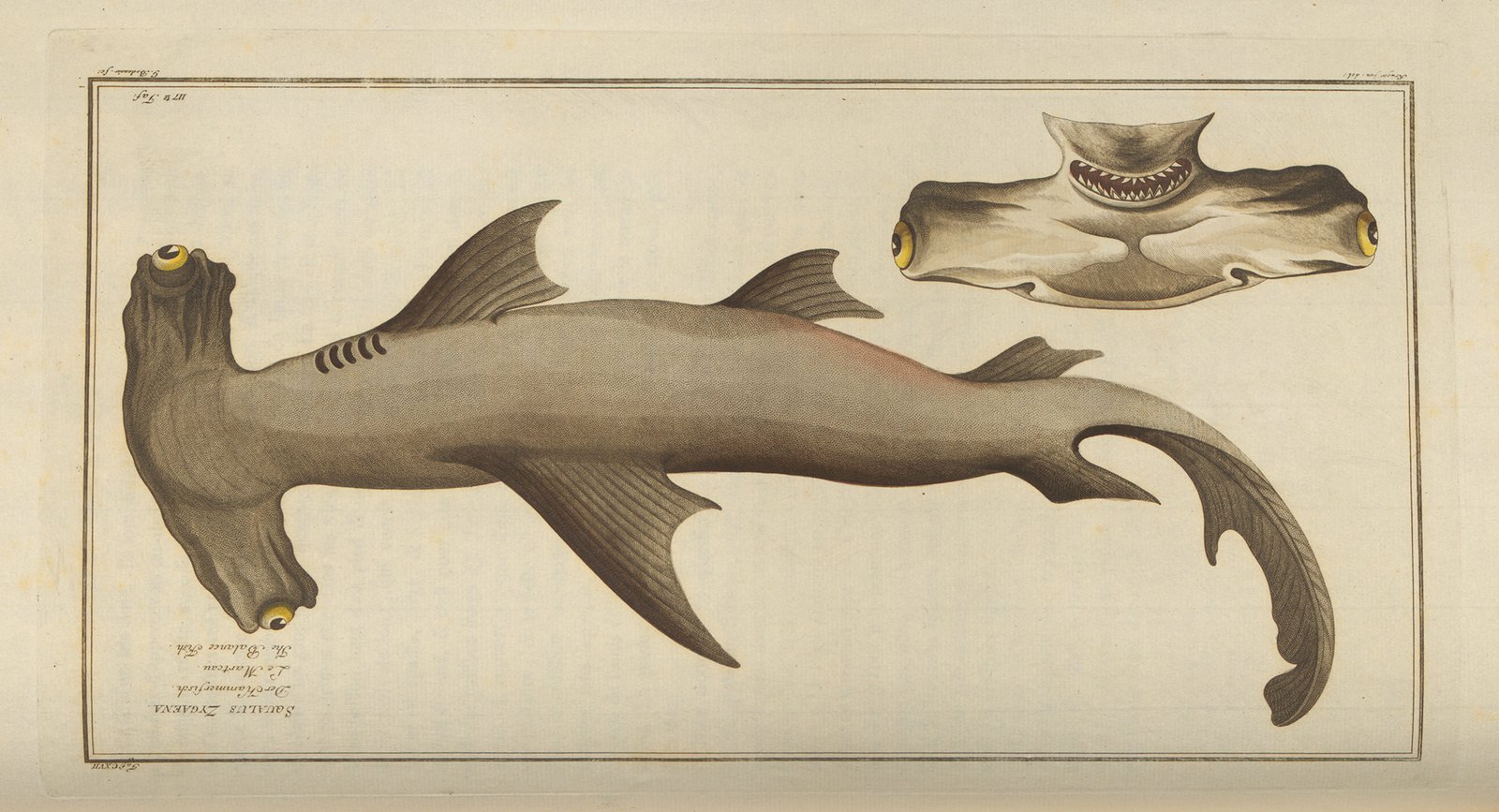 Bloch’s Ichthyology - The Australian Museum