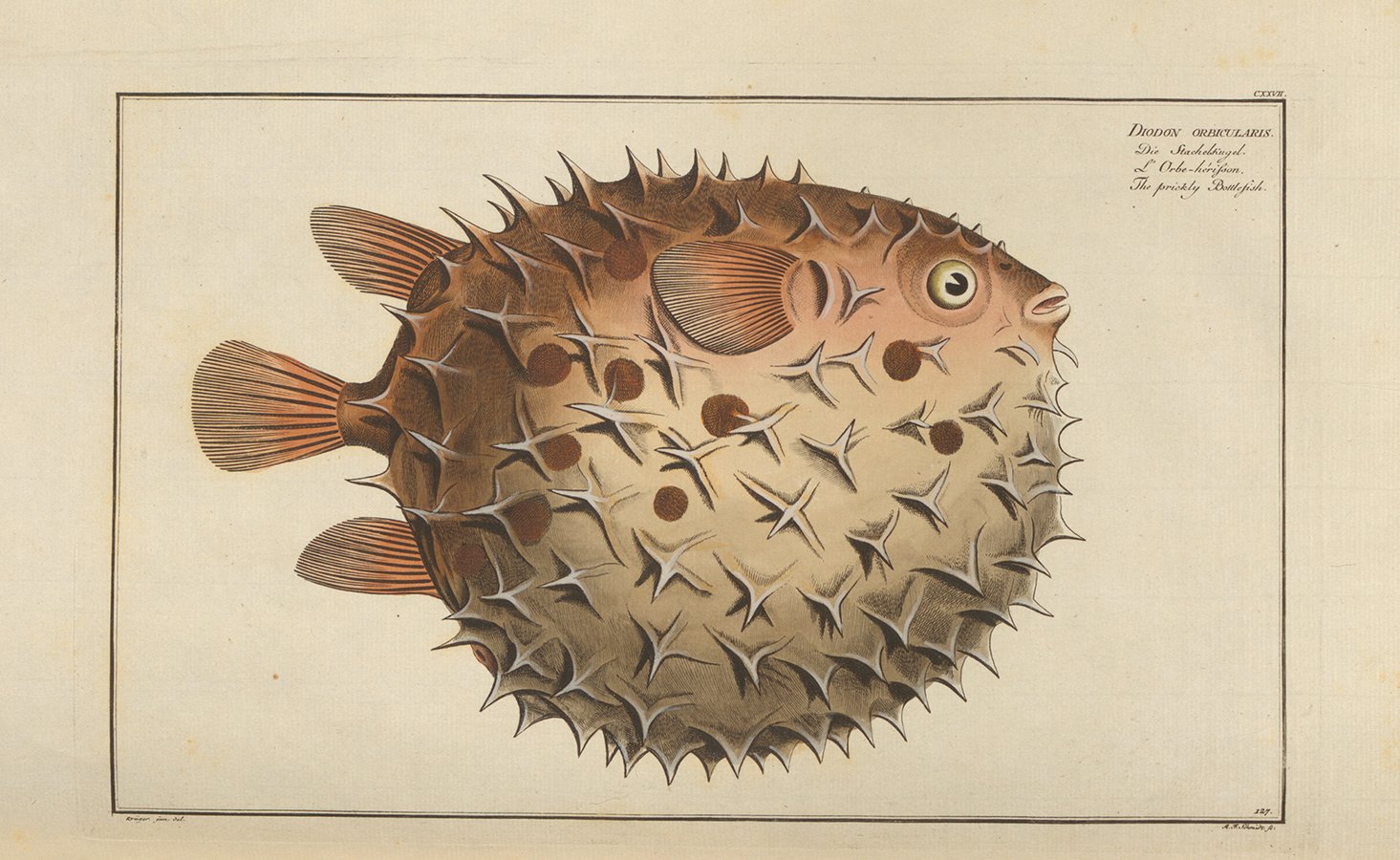 Bloch’s Ichthyology - The Australian Museum