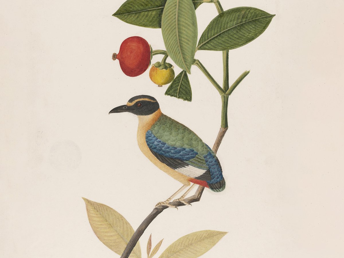 Tails from the Coasts - The Australian Museum