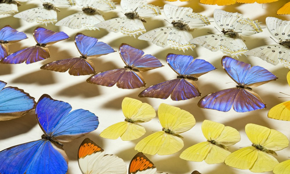 Make your own butterfly envelope - The Australian Museum