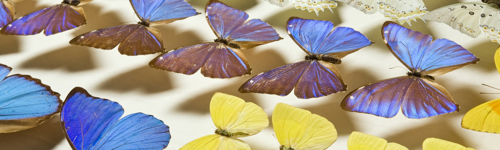 Make your own butterfly envelope - The Australian Museum