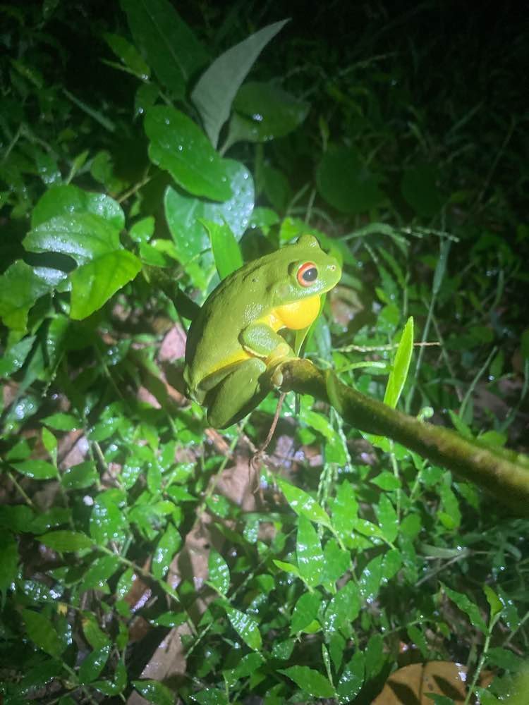 FrogID Week 2024: Citizen Scientists Capture Over 34,000 Frog Records ...
