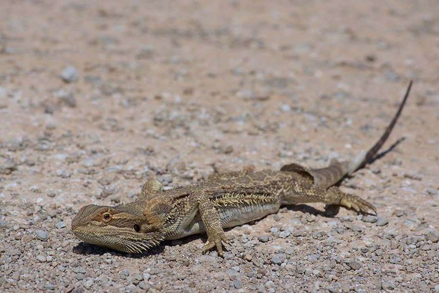 Central Bearded Dragon - The Australian Museum