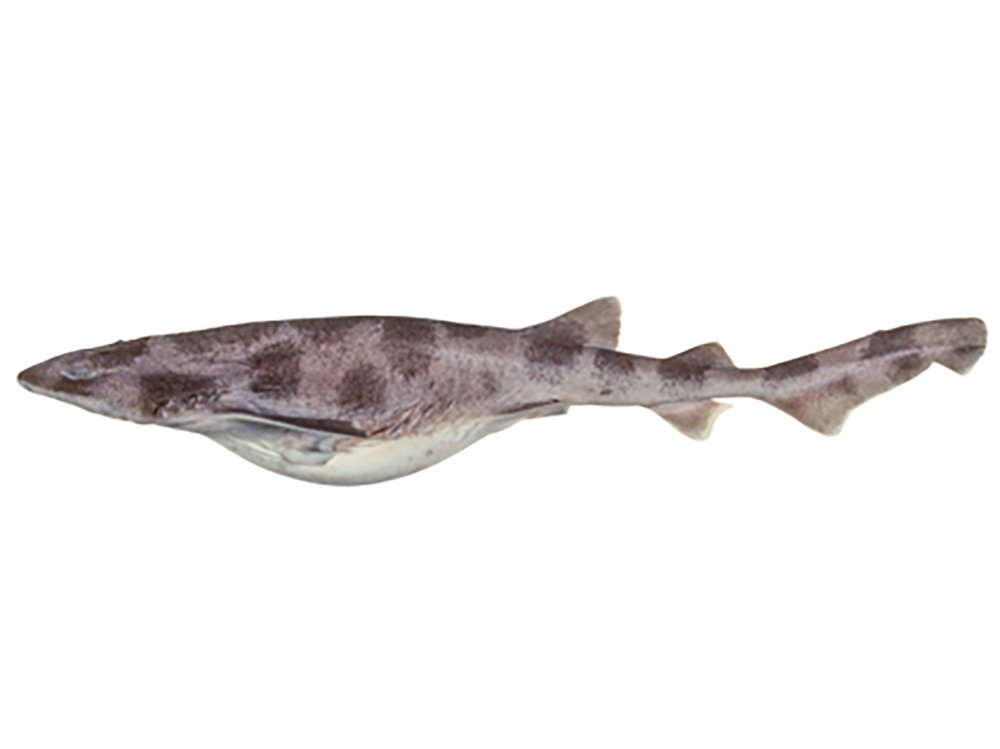 Fantastical Sharks & Rays - The Australian Museum