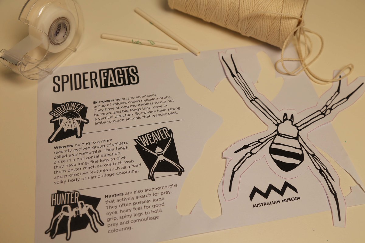 Make your own climbing spider - The Australian Museum
