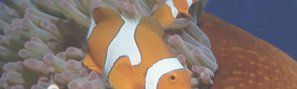 Sex change in clownfish - The Australian Museum