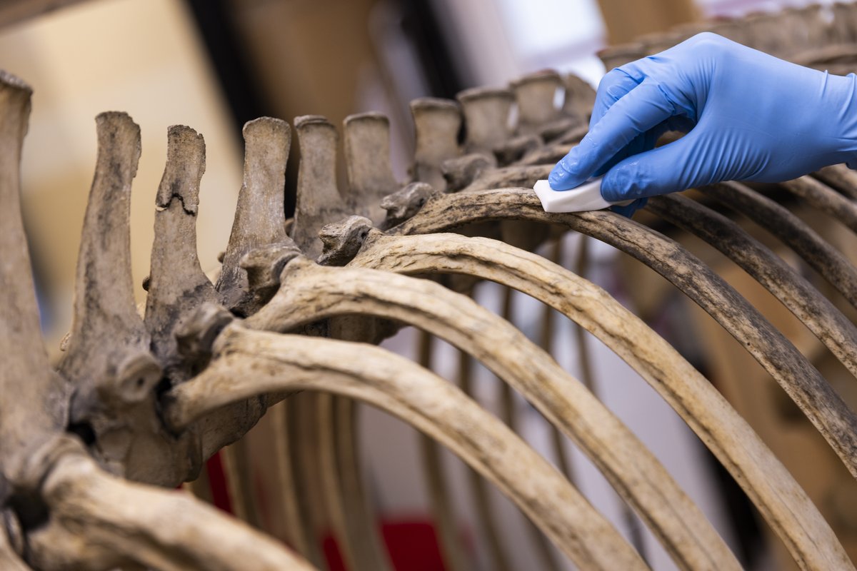 Australian Museum collection conservation unit