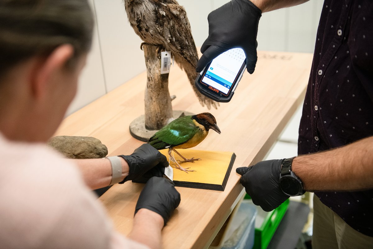 Australian Museum Collection Enhancement Project