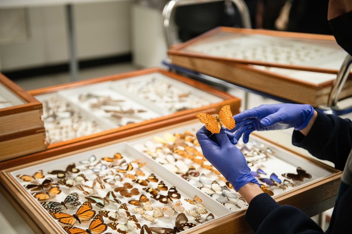Australian Museum Collections - The Australian Museum