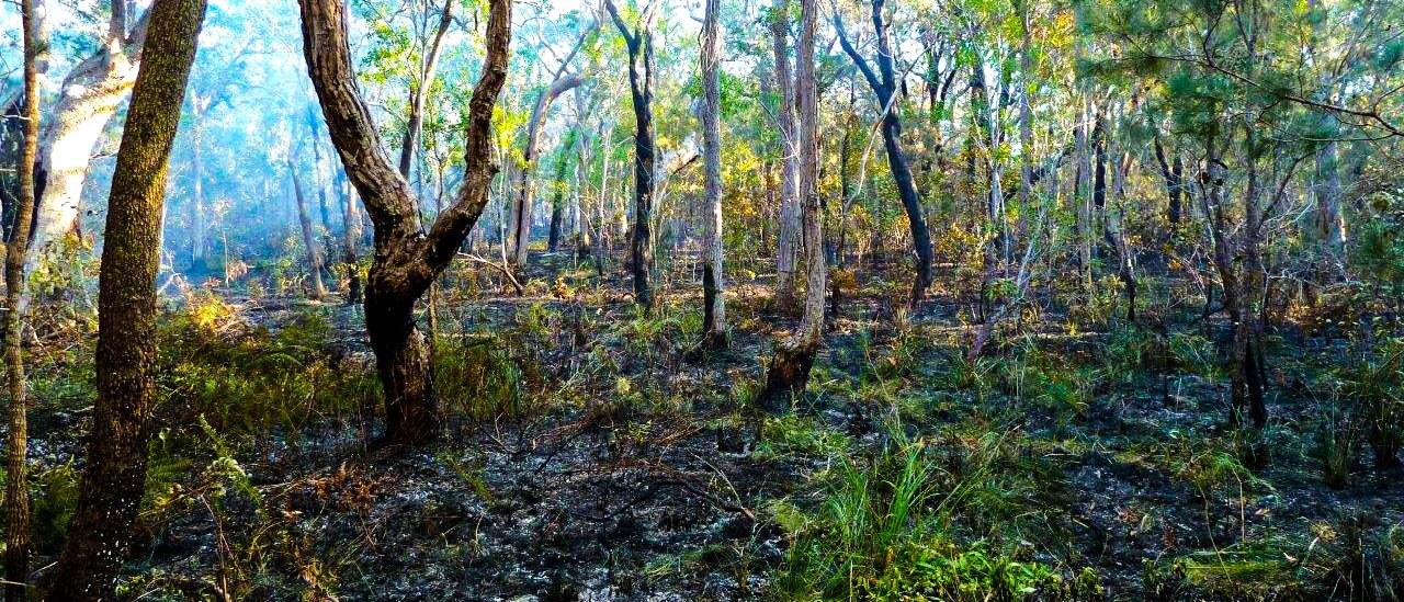 What is cultural burning? - The Australian Museum