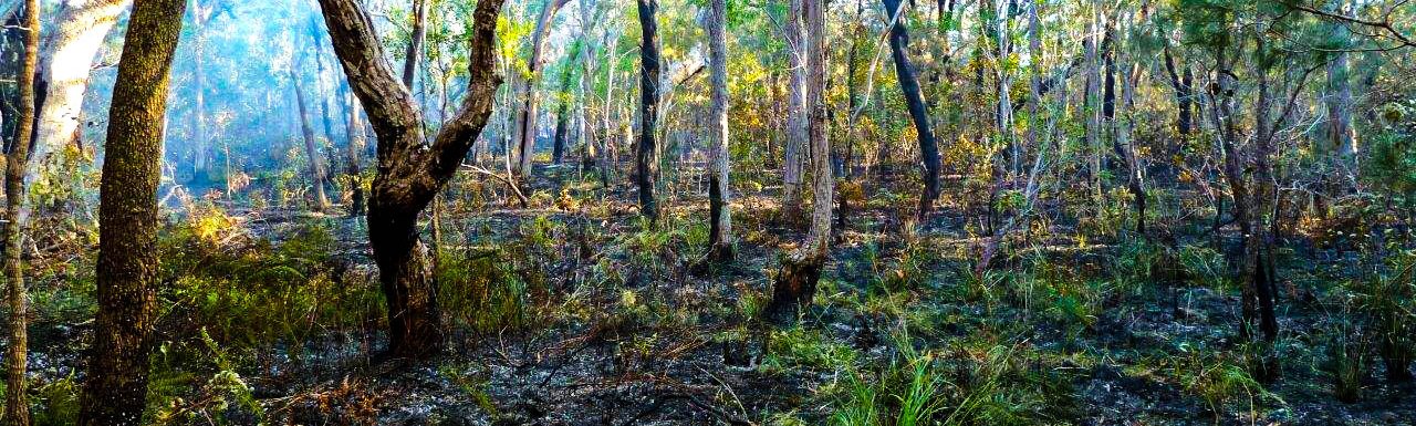 What is cultural burning? - The Australian Museum