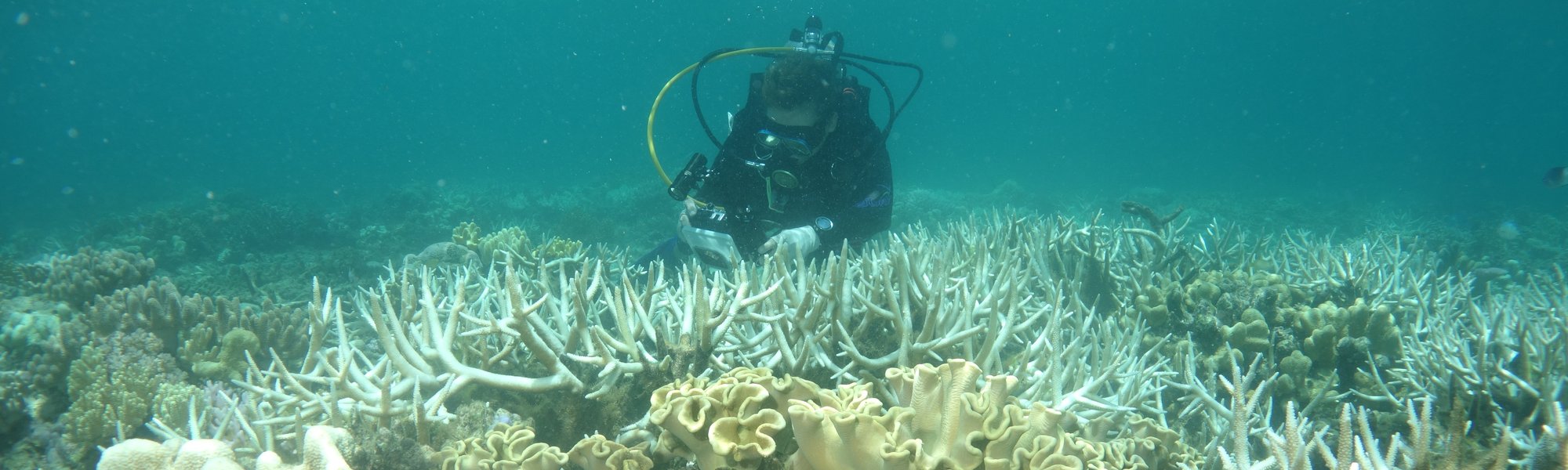 Impacts of climate change on the Great Barrier Reef - The Australian Museum
