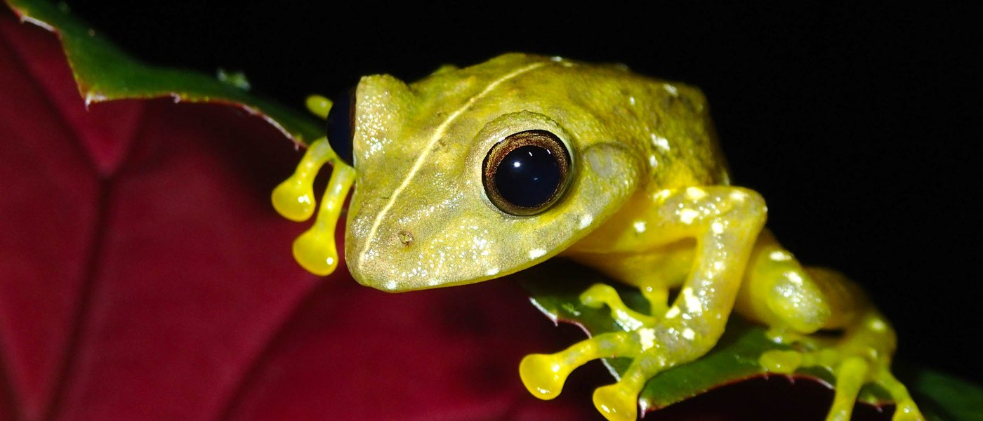 Make your own frog mask - The Australian Museum