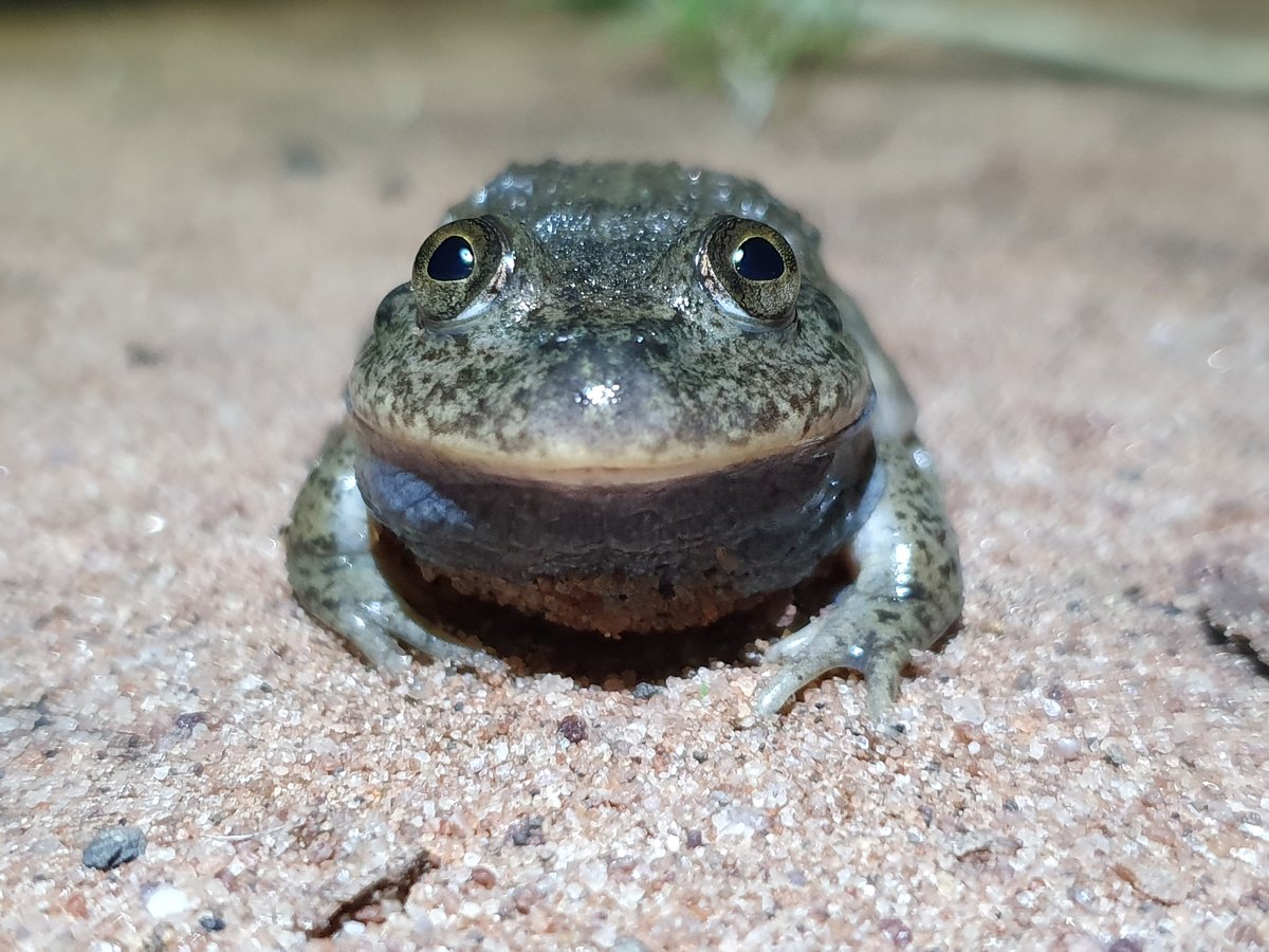 Go where no one has gone before – help us document frogs in the ...