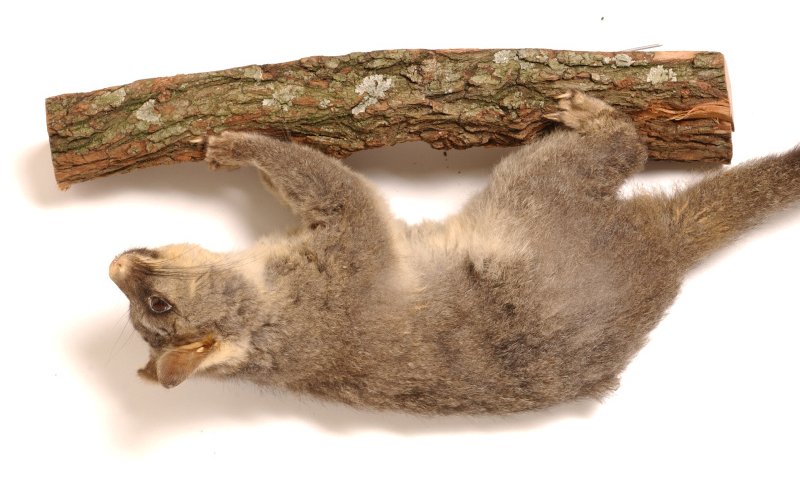 What is taxidermy? - The Australian Museum