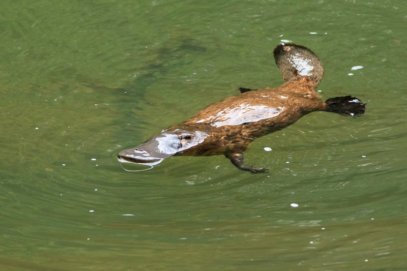 Australian animals unit