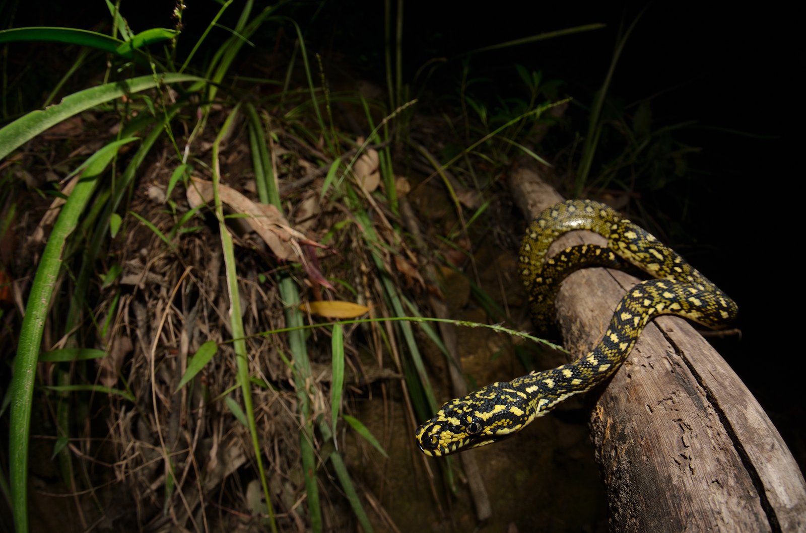 Diamond Python - The Australian Museum