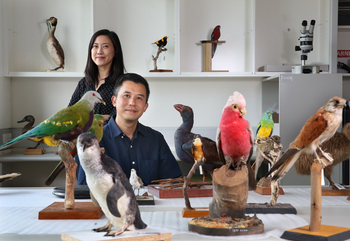 Tree of Life for modern birds revealed - The Australian Museum