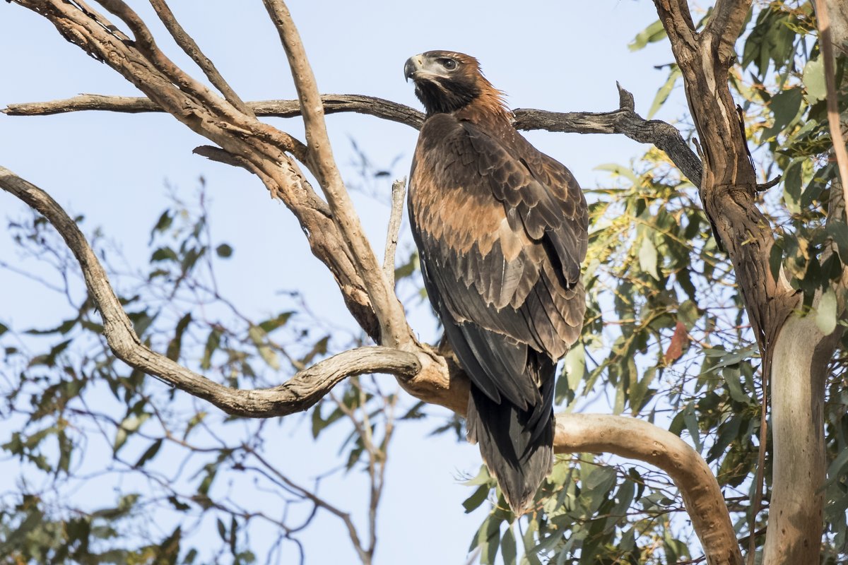 Why we need to collect predator poo - The Australian Museum