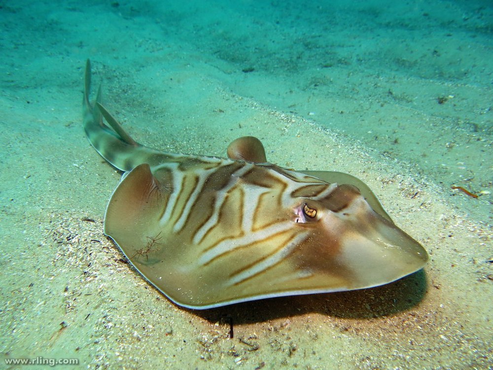Fantastical Sharks & Rays - The Australian Museum