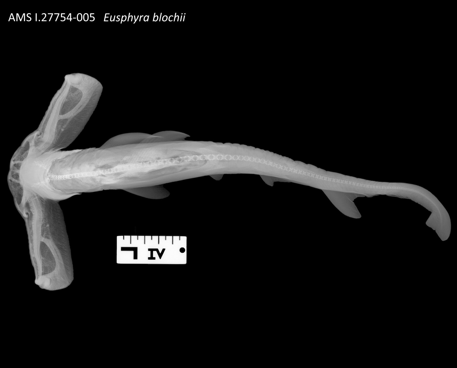 Winghead Shark - The Australian Museum