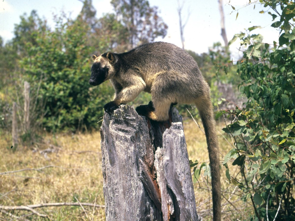 Museum genetics solves 88 year-old tree-kangaroo puzzle - The ...