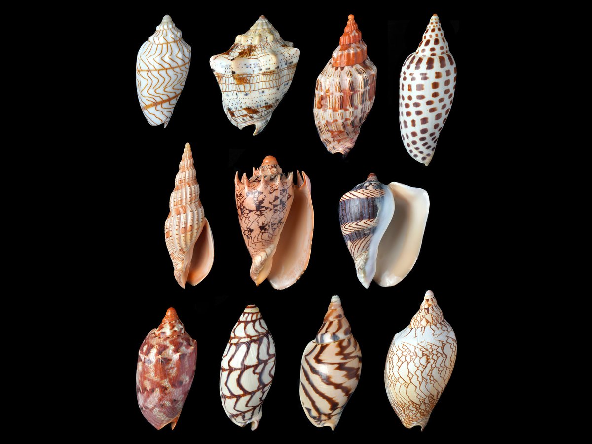 More than just pretty shells: AMRI researchers study diverse family of ...