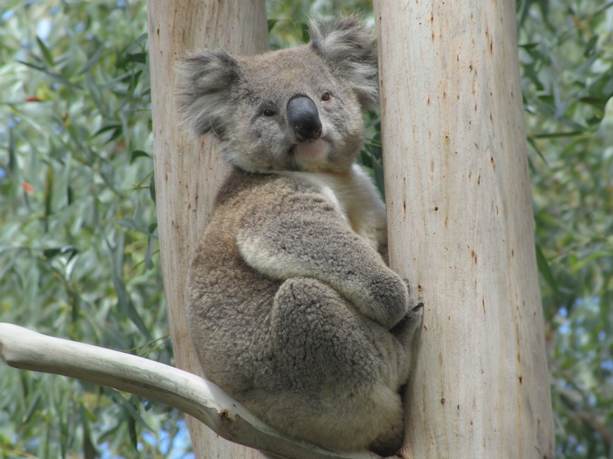 Saving our koalas: using genomics to enhance conservation outcomes ...