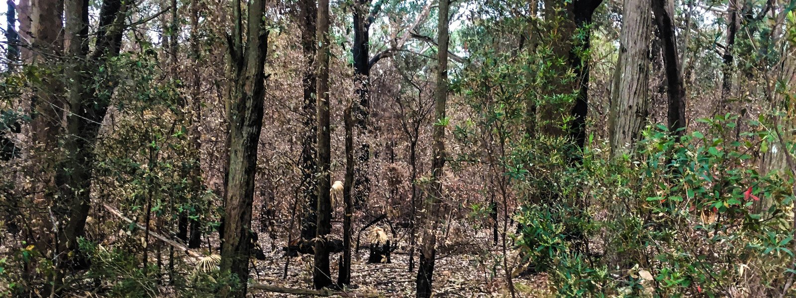 What is an adaptation? - The Australian Museum