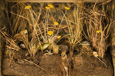 FrogID: Touring exhibition unit - The Australian Museum