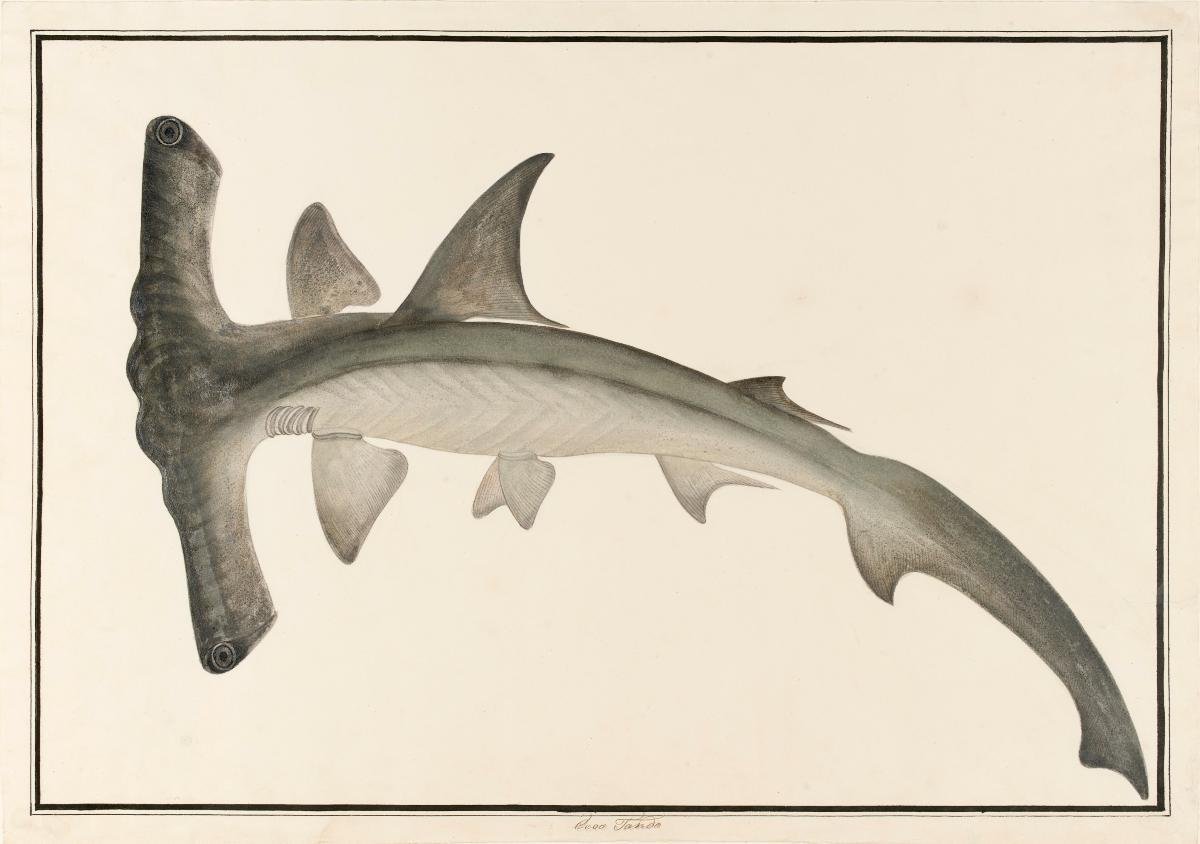 Winghead Shark - The Australian Museum